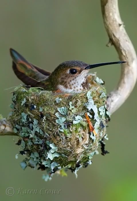 First Post - Nesting Hummer, Pileated Woodpecker, Red Crossbill - FM Forums
