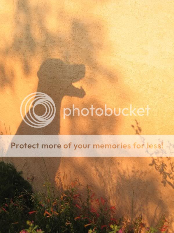 Totally Enraptured: Abstract Photographs