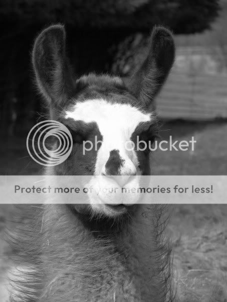 The Animal Photo Thread for Actual Attractive Animals (not boring pets ...