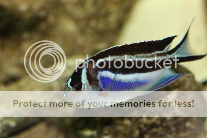 For the love of Genicanthus - Page 3 - Reef Central Online Community