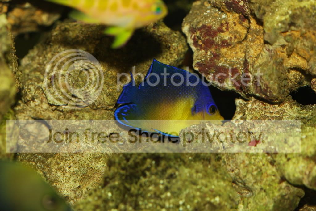 Centropyge Venustus - Reef Central Online Community