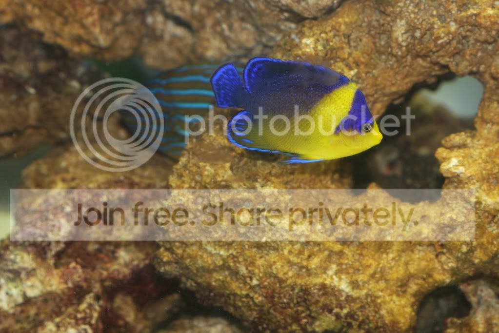 Centropyge Venustus - Reef Central Online Community