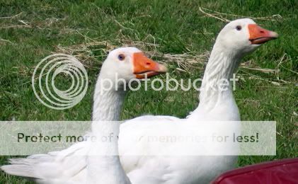 Goose Keeping? | BackYard Chickens - Learn How to Raise Chickens