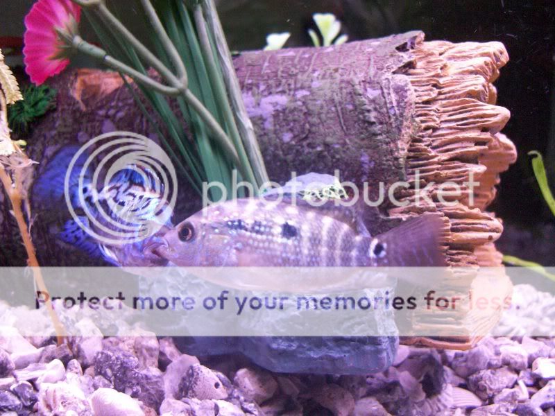 JD male or female? fighting with ebjd? | Cichlid Fish Forum