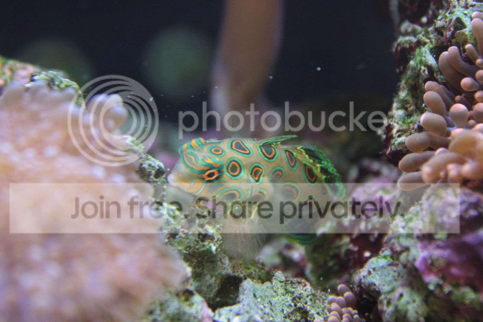 Aquarium pron thread - AR15.COM